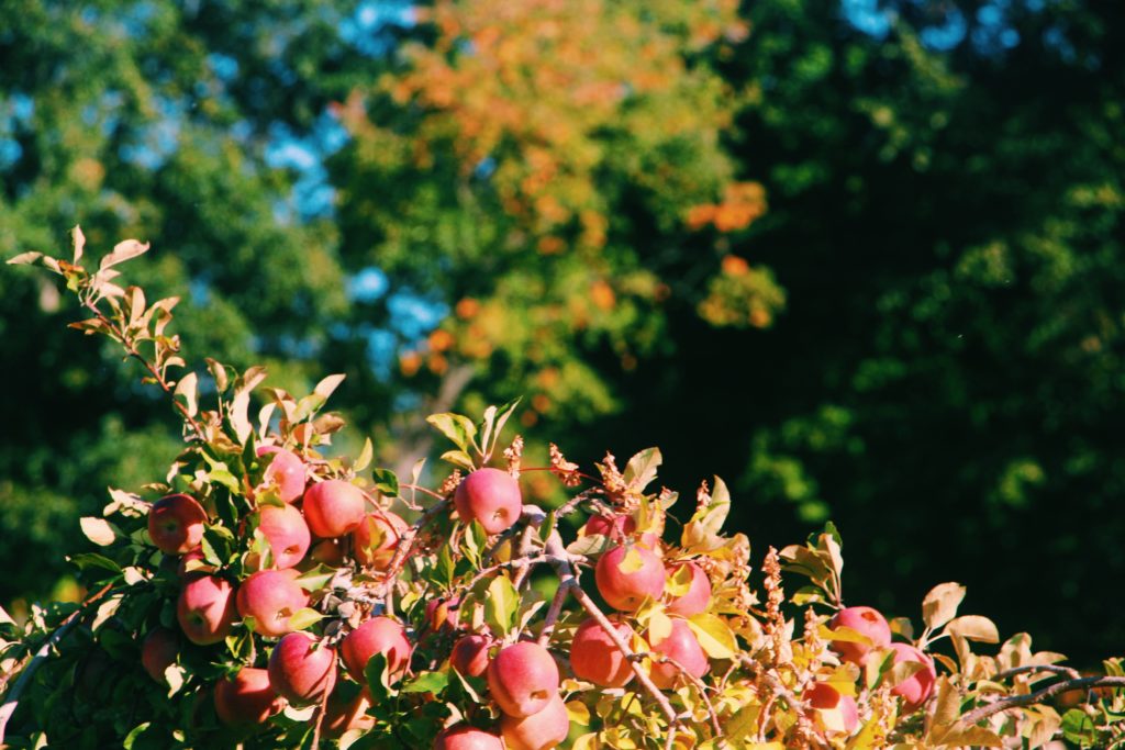 DR DAVIES FARM » LAYNE FABLE